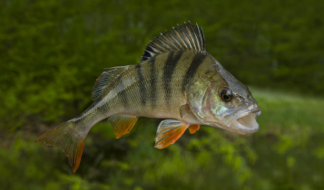 Perch Fishing - Whamz Fishing Tips and Guides