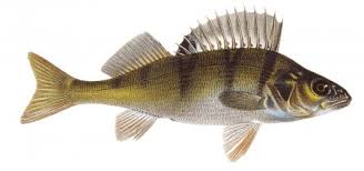 Perch Fishing - Whamz Fishing Tips and Guides