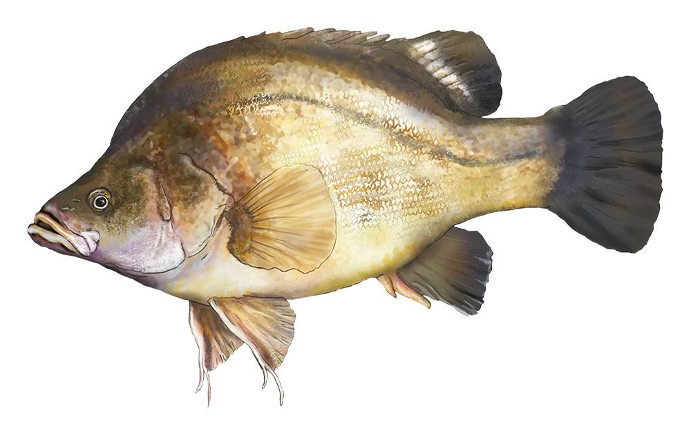 Perch Fishing - Whamz Fishing Tips and Guides