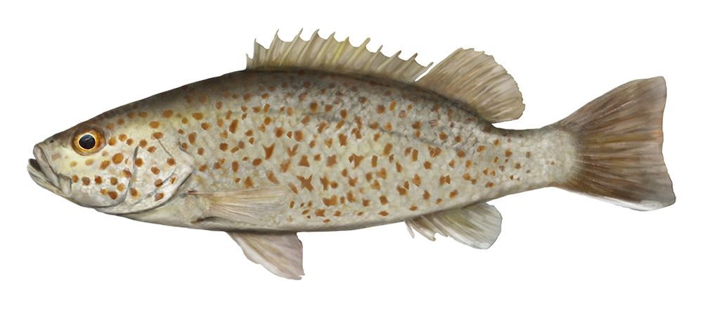 Perch Fishing - Whamz Fishing Tips and Guides